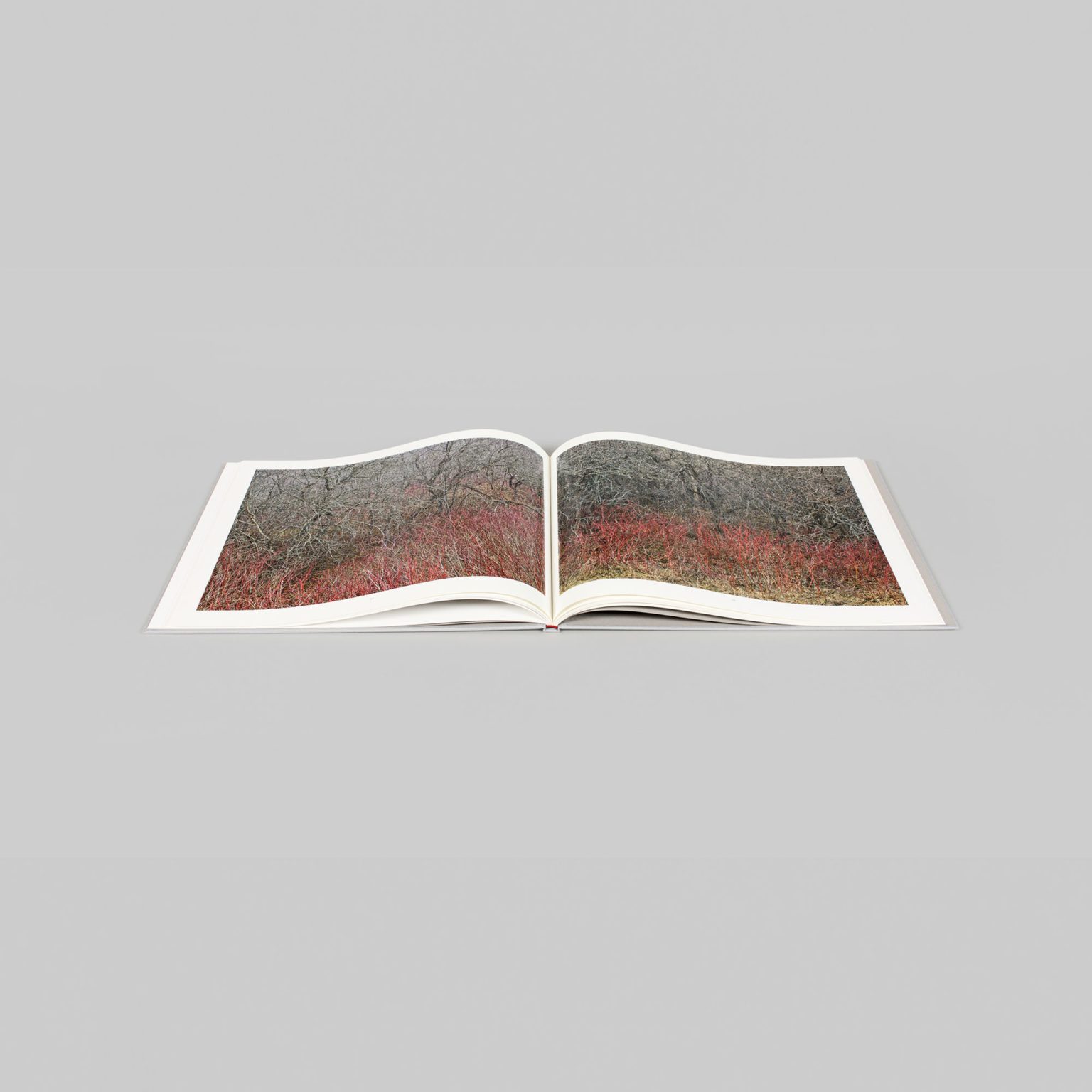 Steidl - Natural Order | Gessato Design Store