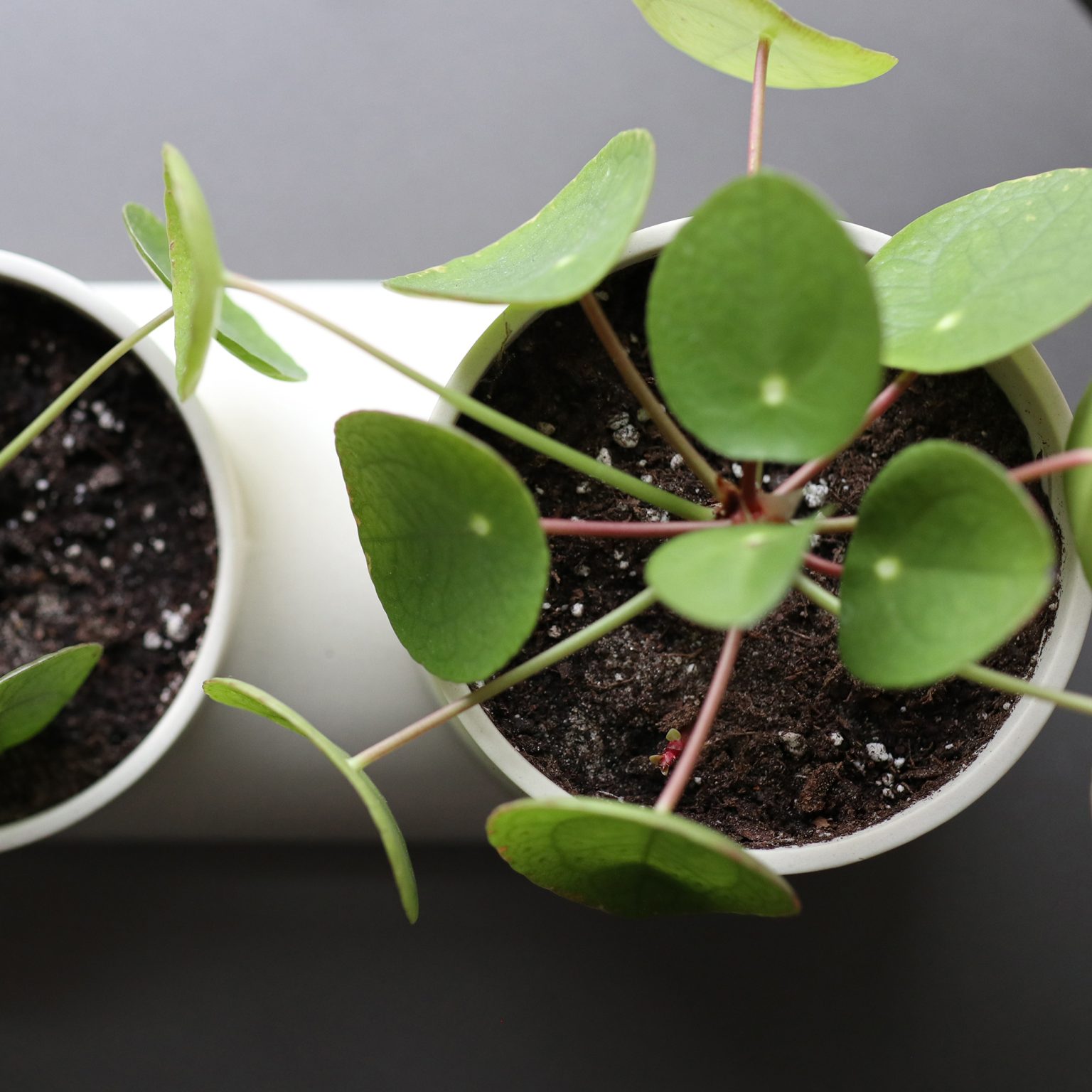 Misewell - Double Planter | Gessato Design Store