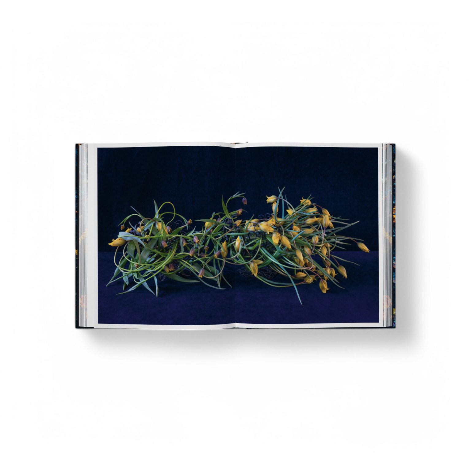 Phaidon - Emily Thompson Flowers | Gessato Design Store