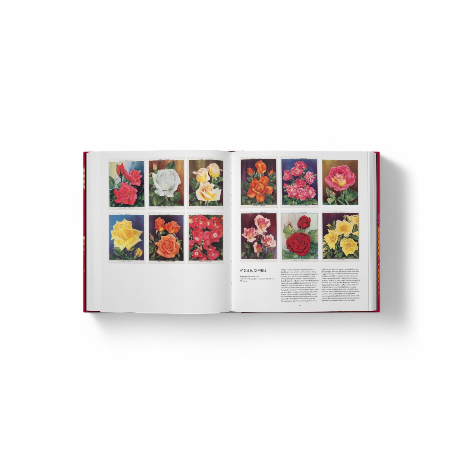 Phaidon - The Rose Book | Gessato Design Store